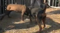 比特犬VS大狼狗,全程被大狼狗碾压