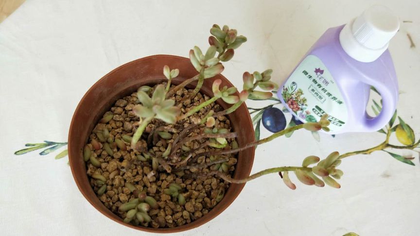 多肉“虹之玉”茎部干枯木质化,砍头扦插仍可存活!