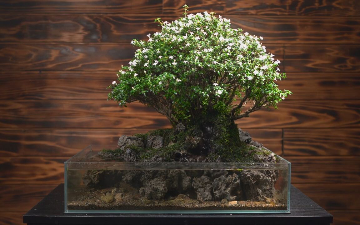 创建一个微型生态系统