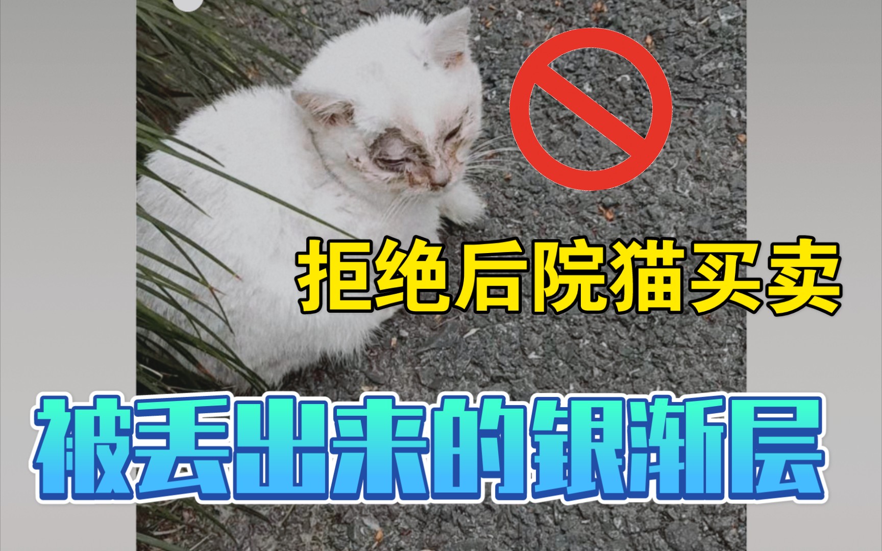 ...冠状病毒缠身的银渐层|让我们一起拒绝后院猫买卖,减少这类黑心繁殖...