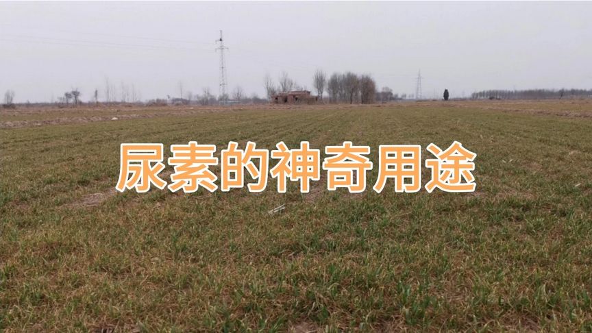 尿素不要只拿来追肥,它对小麦的神奇用途还有很多,早知早收益