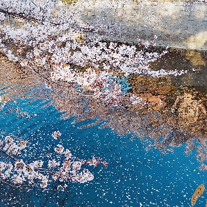机智的小土鸡 