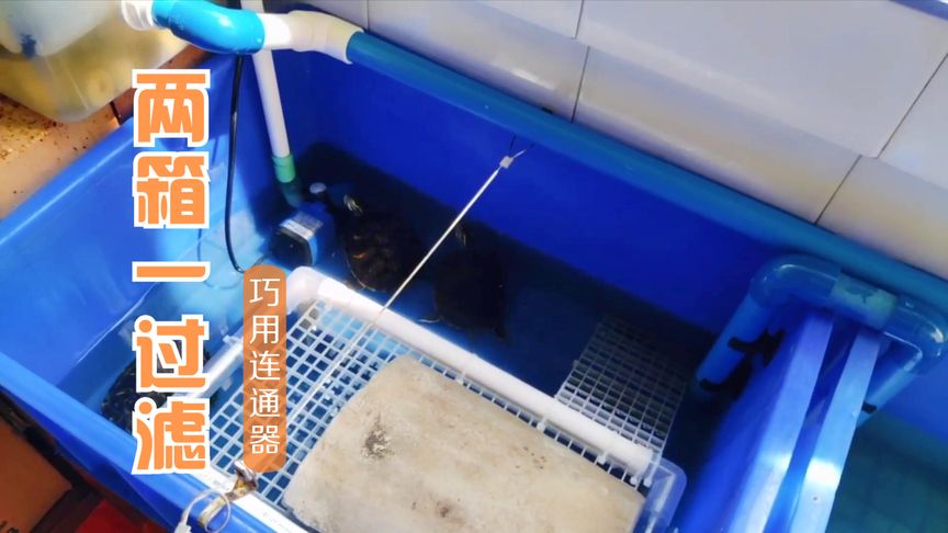 周末折腾,两个龟缸并联一个过滤,巧用连通器,鱼缸不建议如此做