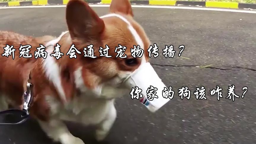 香港有狗感染了,你的狗咋办?新冠病毒会通过宠物传播?专家解答