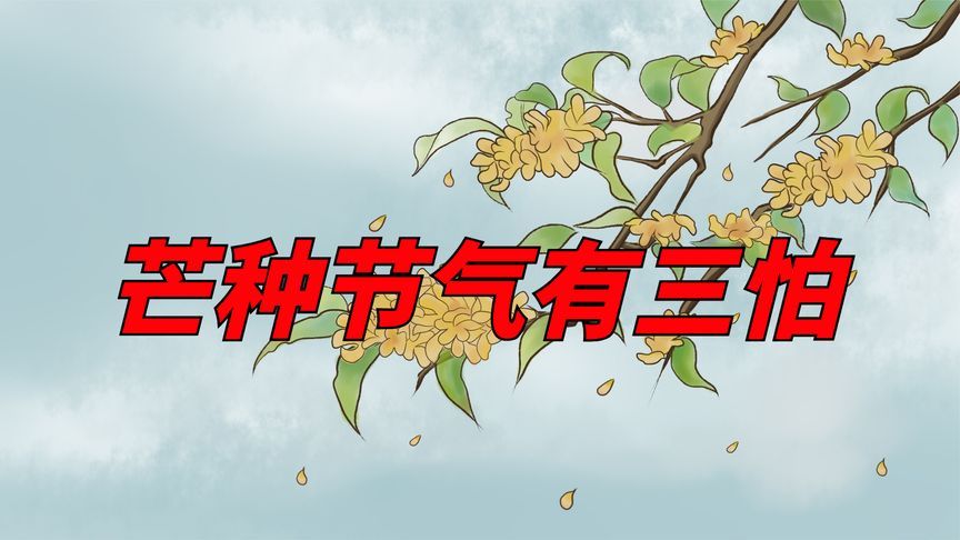 芒种节气不一般!俗话说:芒种节气有三怕,指哪三怕?有啥说法?