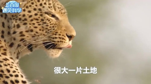 动物科学,花豹刚找到一片好地,当即便被狮群盯上