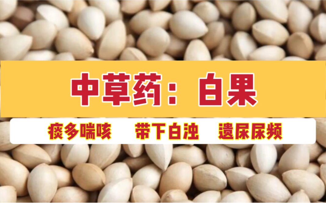 中草药:白果(银杏果)敛肺定喘,止带缩尿等功效了解一下,乡间无杂草 会...