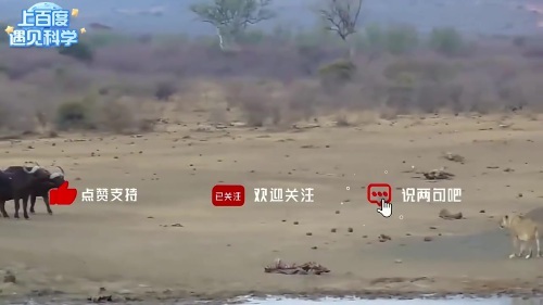 动物科学,母狮本想埋伏野牛,结果野牛大军杀到