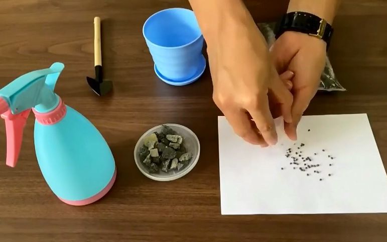 02四下 1-2《种植凤仙花》