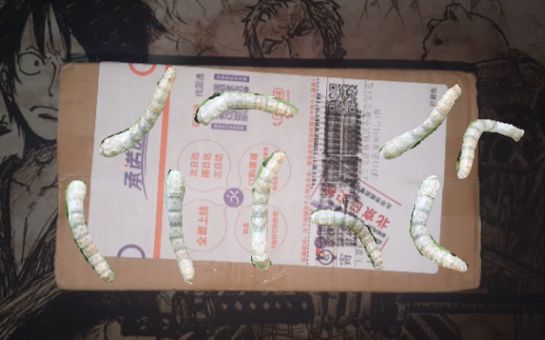 【大良】蚕宝宝开箱,可以做蚕丝被了,哇哈哈哈
