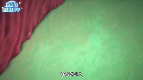 美味如何变废物?消化系统全解析,体内奇妙转变过程