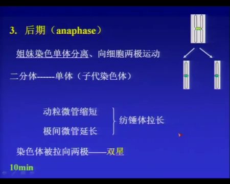 细胞增殖与细胞周期
