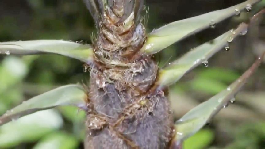 一天长一米,看竹笋变竹子的过程,难怪大熊猫不停的吃也吃不完