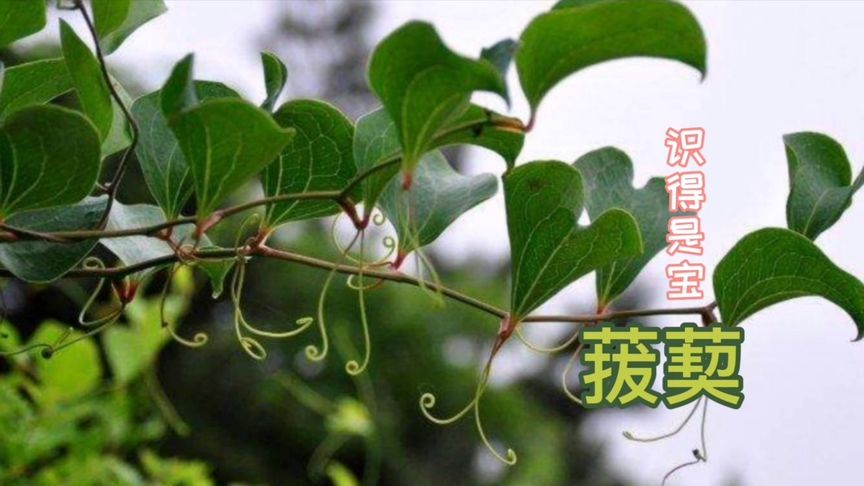深山中的“菝葜”厉害了,它是珍贵中药材,浑身是宝用途多!