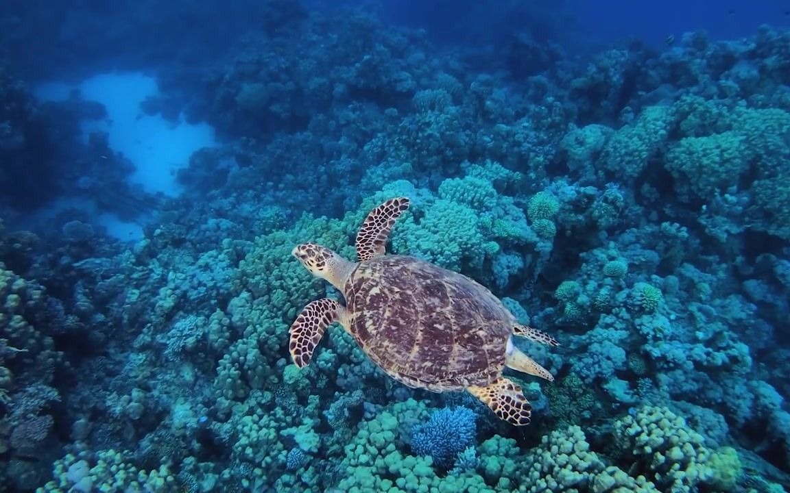 世界野生动植物日宣传片 World Wildlife Day 2022