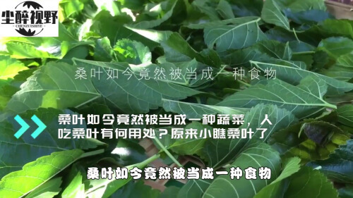 桑叶如今竟然被当成一种蔬菜,人吃桑叶有何用处?原来小瞧桑叶了