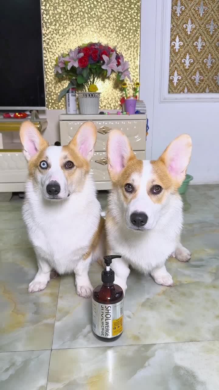 这个沐浴露洗完好香呀 洗过之后毛发非常丝滑有光泽#给狗狗洗澡 #洗...