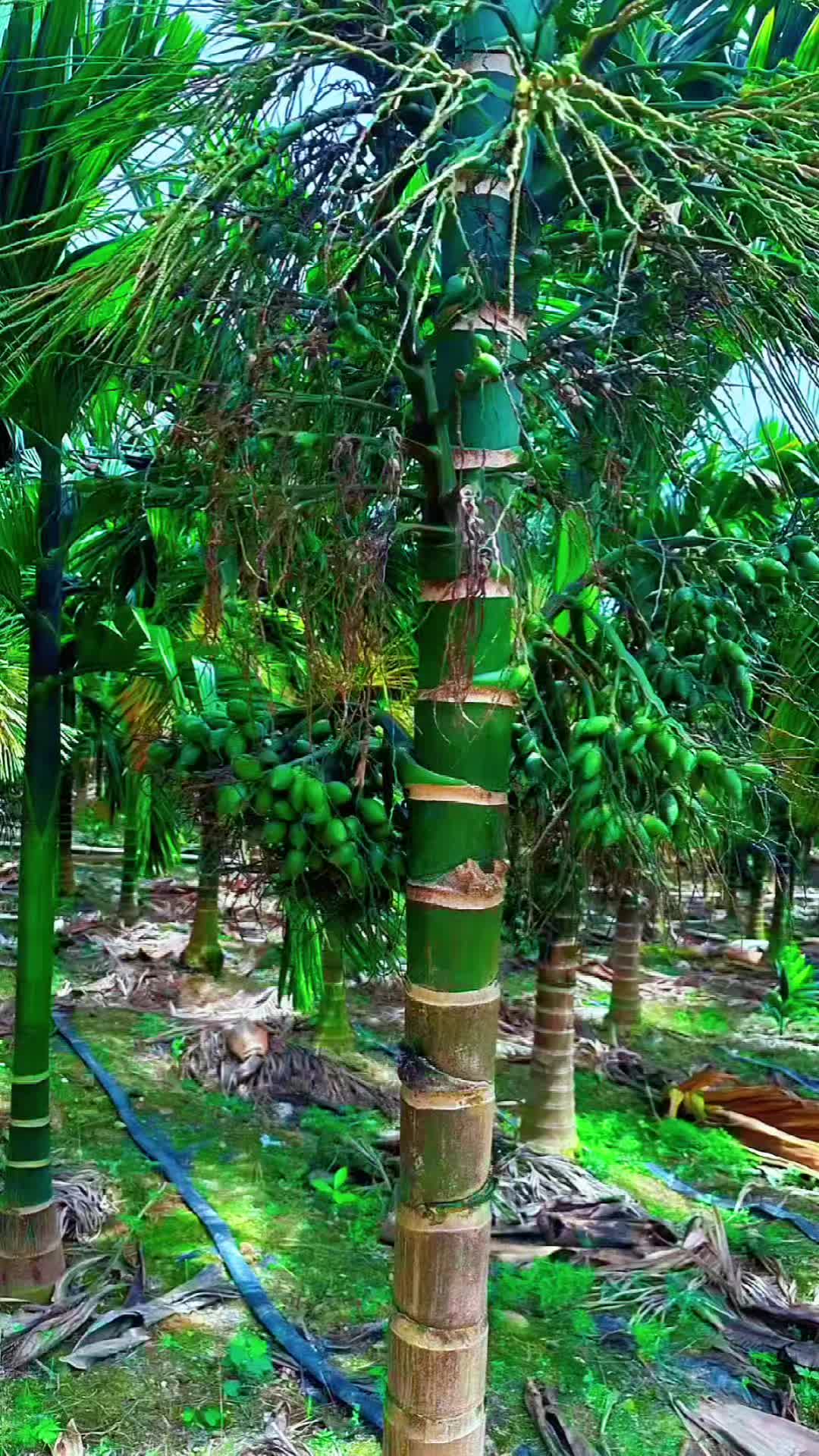 #dou上热门 #新农人计划 #新农人创业 #槟榔树 #农业种植致富项目 ...