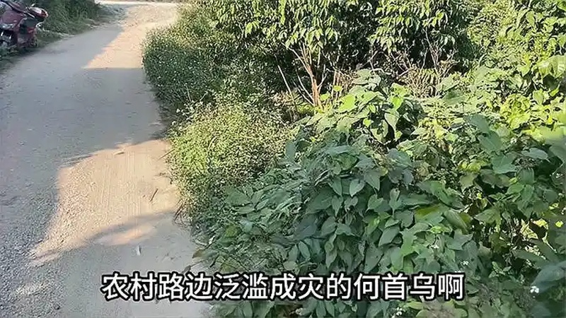 农村泛滥成灾的何首乌,殊不知它的用途非常强大,还有人不知道