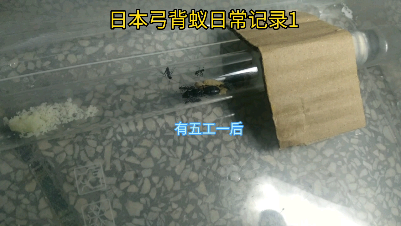 [蚂蚁]记录蚂蚁的第一天