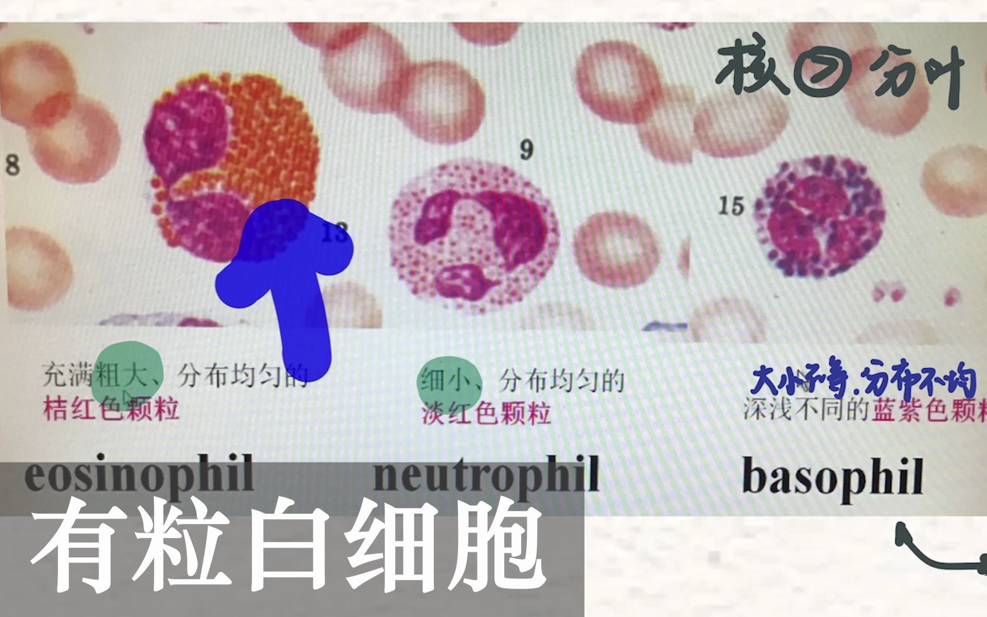 【图解组胚】血细胞的玻片观察:血浆和血清,傻傻分不清?嗜酸嗜碱中性...