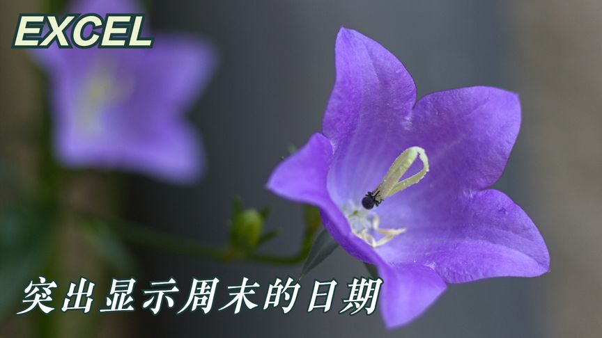 Excel综合应用(40):突出显示日期系列的周末