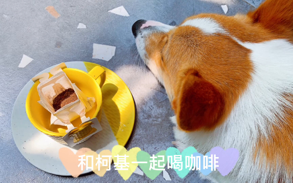 柯基咖啡师|挂耳咖啡怎么冲|柯基狗狗都实现了咖啡自由啊