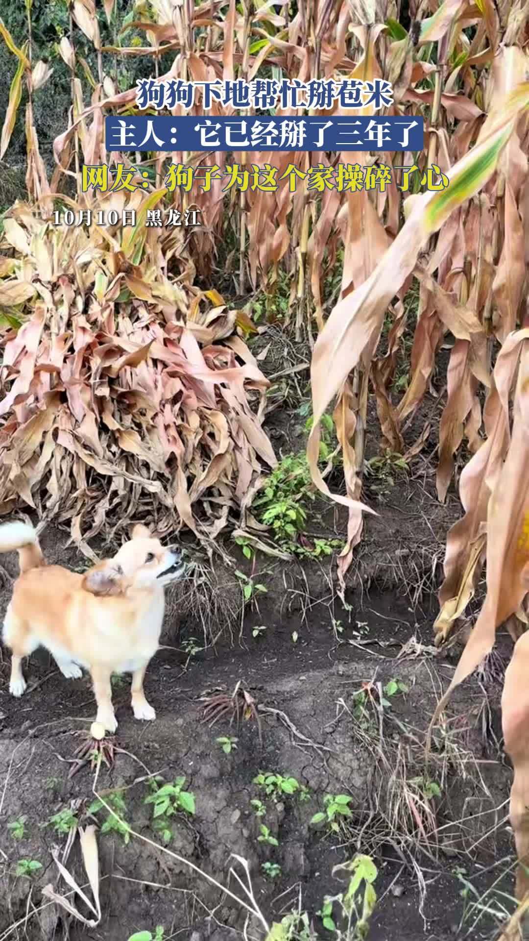 狗狗下地帮忙掰苞米,主人:它已经掰了三年了