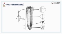 生物微课-第九次活动-观察植物的根尖结构