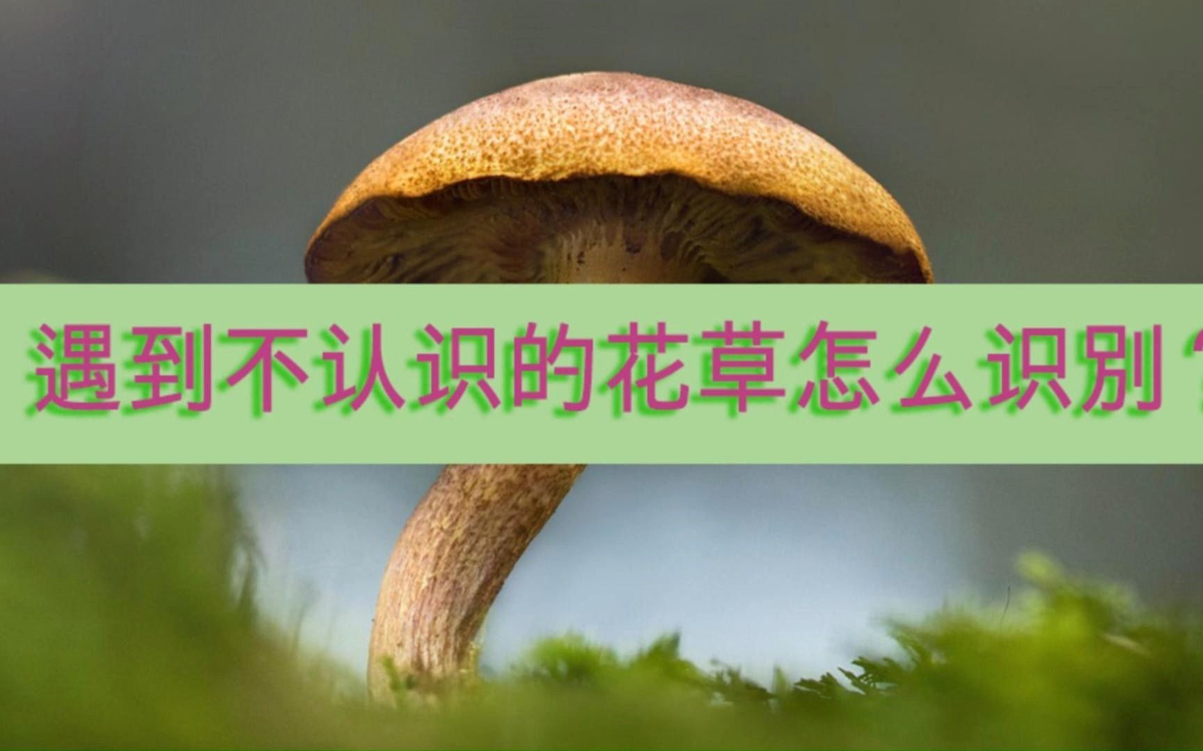 4.遇到不认识的花草怎么识别?教你简单制作方法