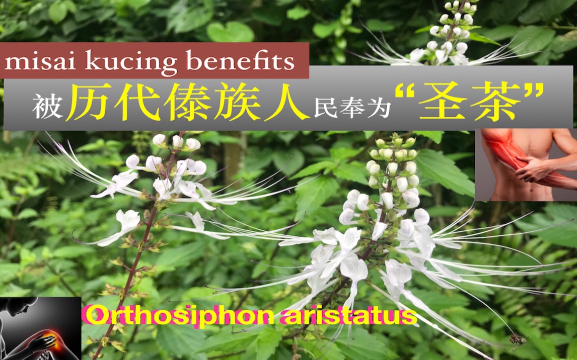 猫须草的作用及禁忌.喝了它会发生什么事 ?