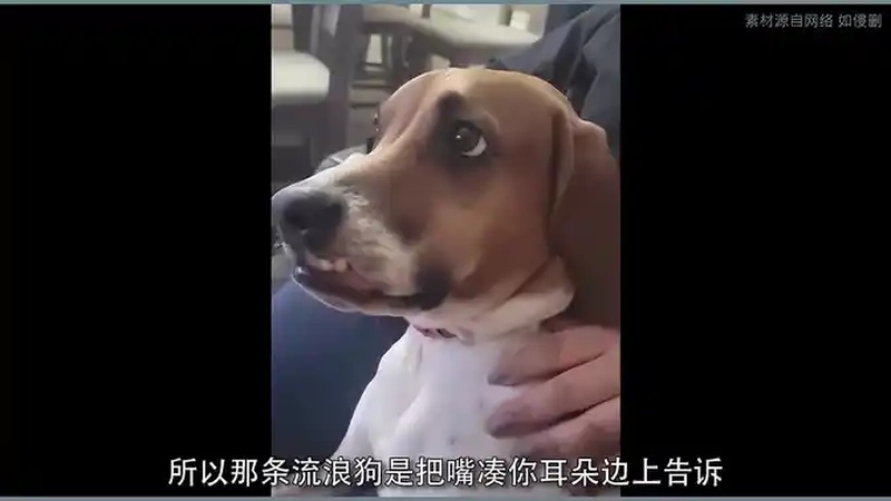 流浪动物就该被收容捕杀,而不是它看起来有多无辜可爱!