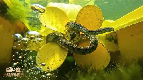 水下螺旋桨惊现活体缠绕,自然与机械的诡异共生!