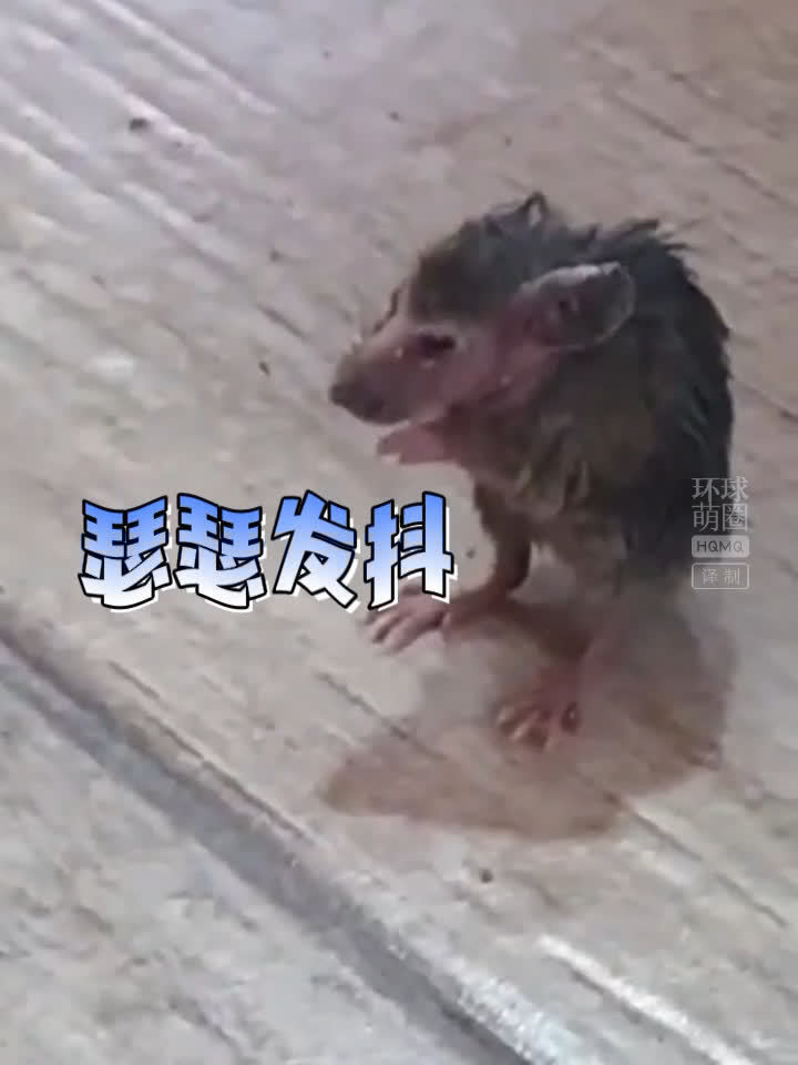 老鼠:猫哥求放过!猫:勿cue啊!