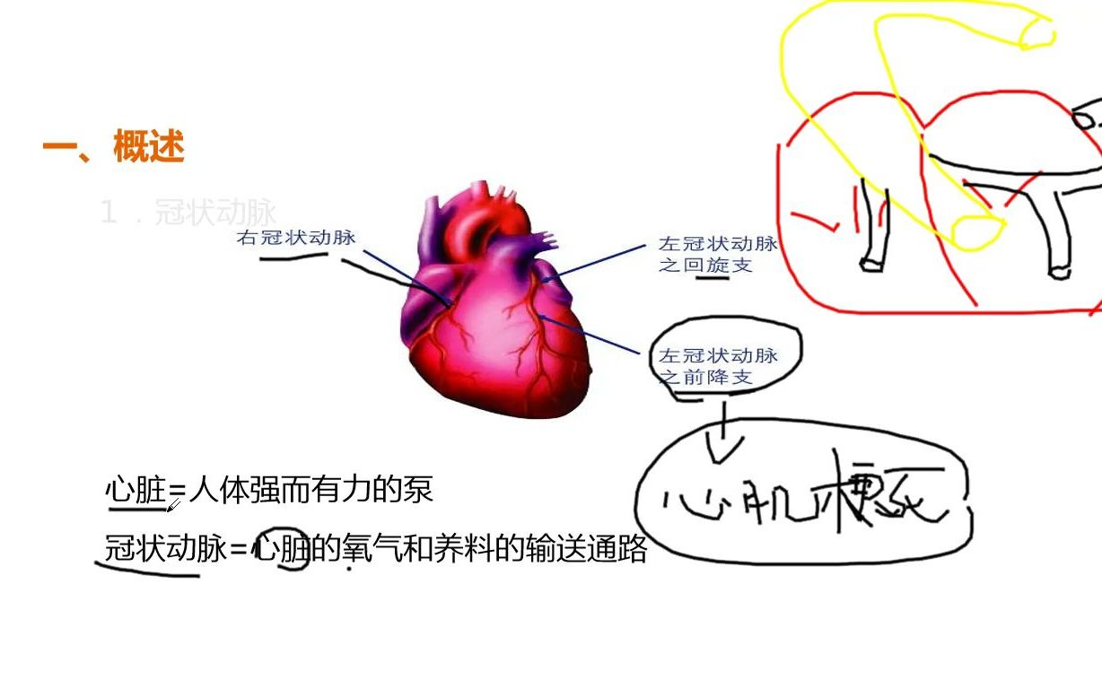 循环系统-第六节-冠状动脉粥样硬化性心脏病