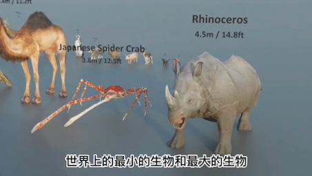 地球上的生物从微小到巨大的排行