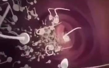 3D动画演示受孕过程,让你看到精卵相遇结合全过程。了解生命最初的...