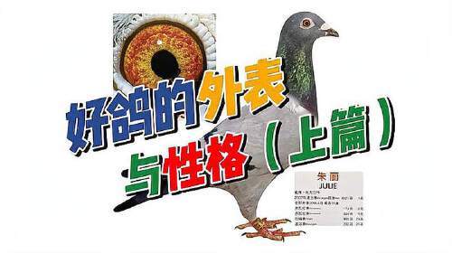 好鸽不止看外表!揭秘完美信鸽的三大性格特征(上)