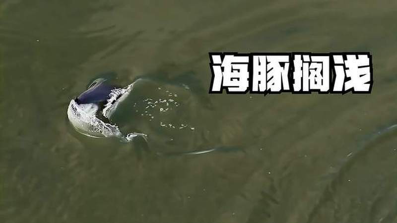 没有任何一种海洋生物愿意让自己搁浅,那么海豚为什么要这么干?