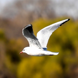 服务器集群设计 