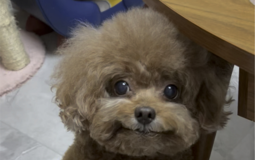 今天教你们怎么给狗狗洗澡