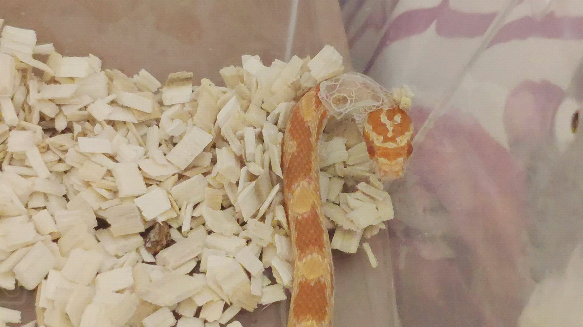 【养了一年蛇,才看到一次完整的蜕皮视频】