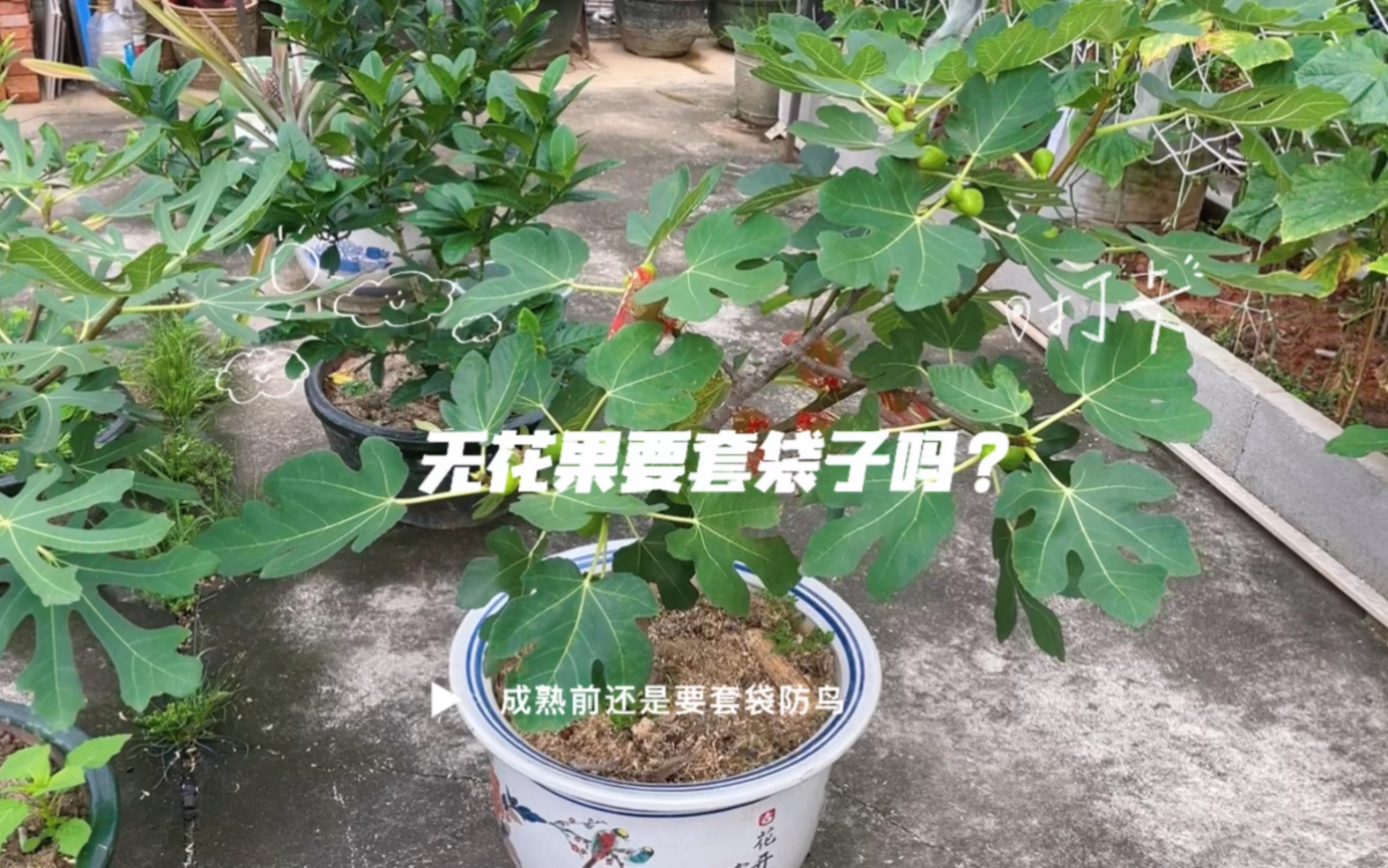 无花果早早结果,眼看要成熟了,转色前赶紧套袋防鸟才有得吃哦