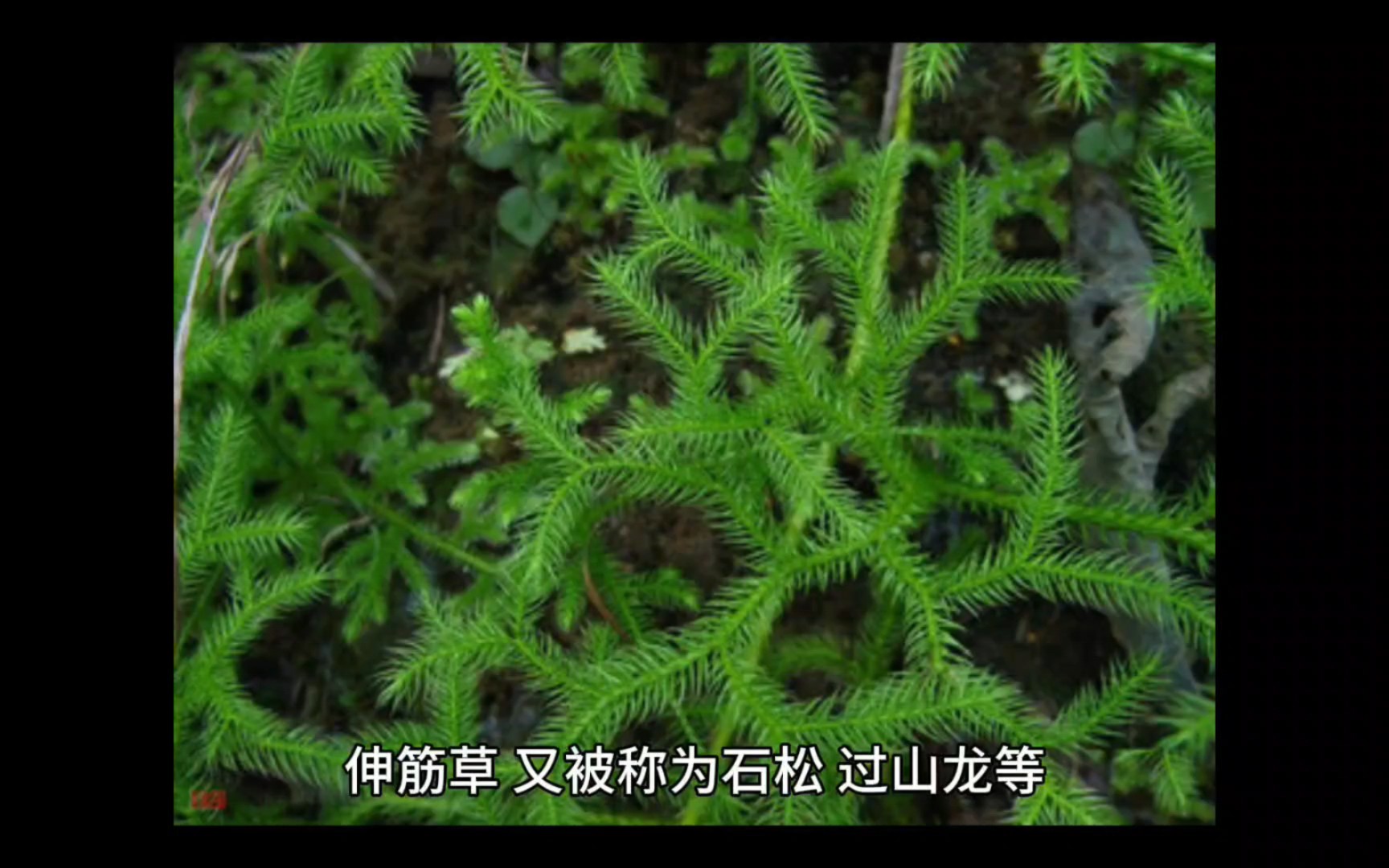 伸筋草的神奇功效与简单用法,你知道吗?