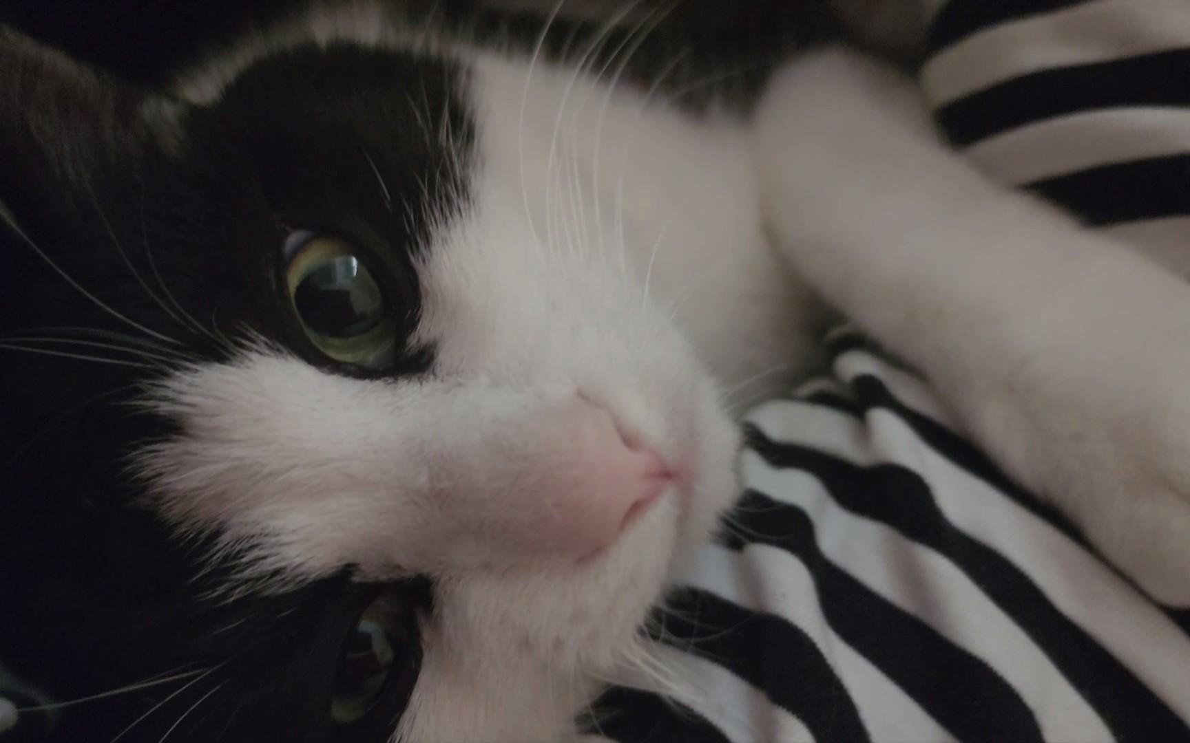 话痨娇娇猫 被窝里撒娇 一摸就喵喵 不摸也喵喵