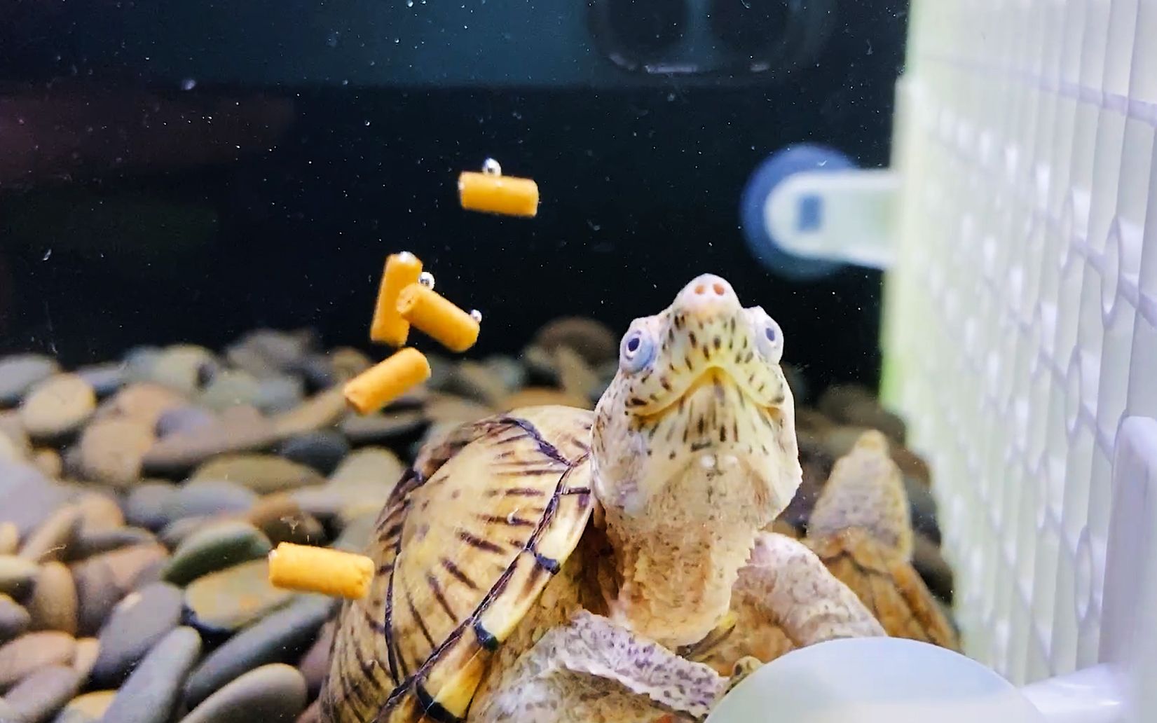 一缸两用,超实用的龟缸改造,你学到了吗?