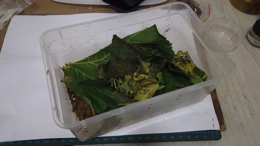 蚕虽然养的时间不长但是盒子里全是它的粪便,今天给它换个盒子!