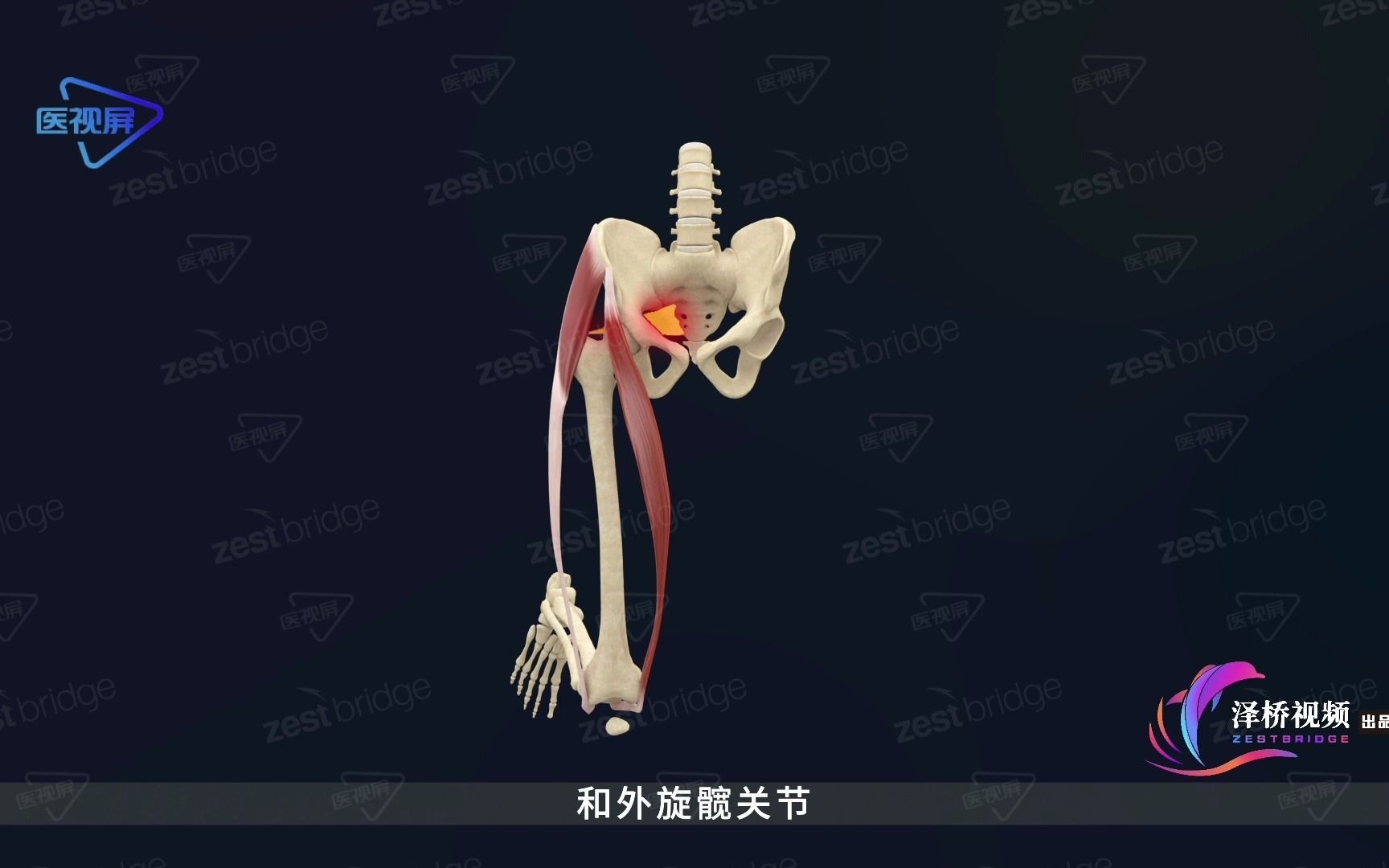 运动解剖--梨状肌