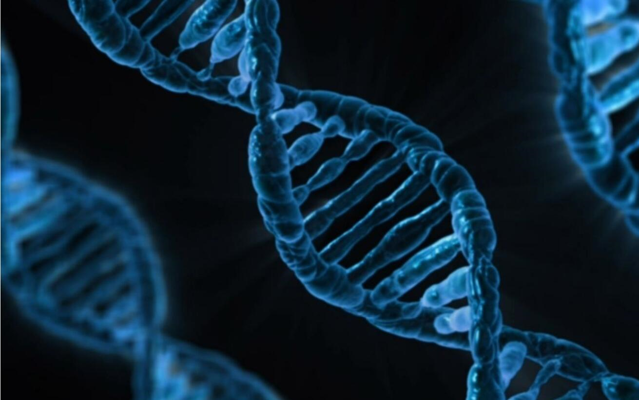 选修一 5-1 DNA的粗提取与鉴定