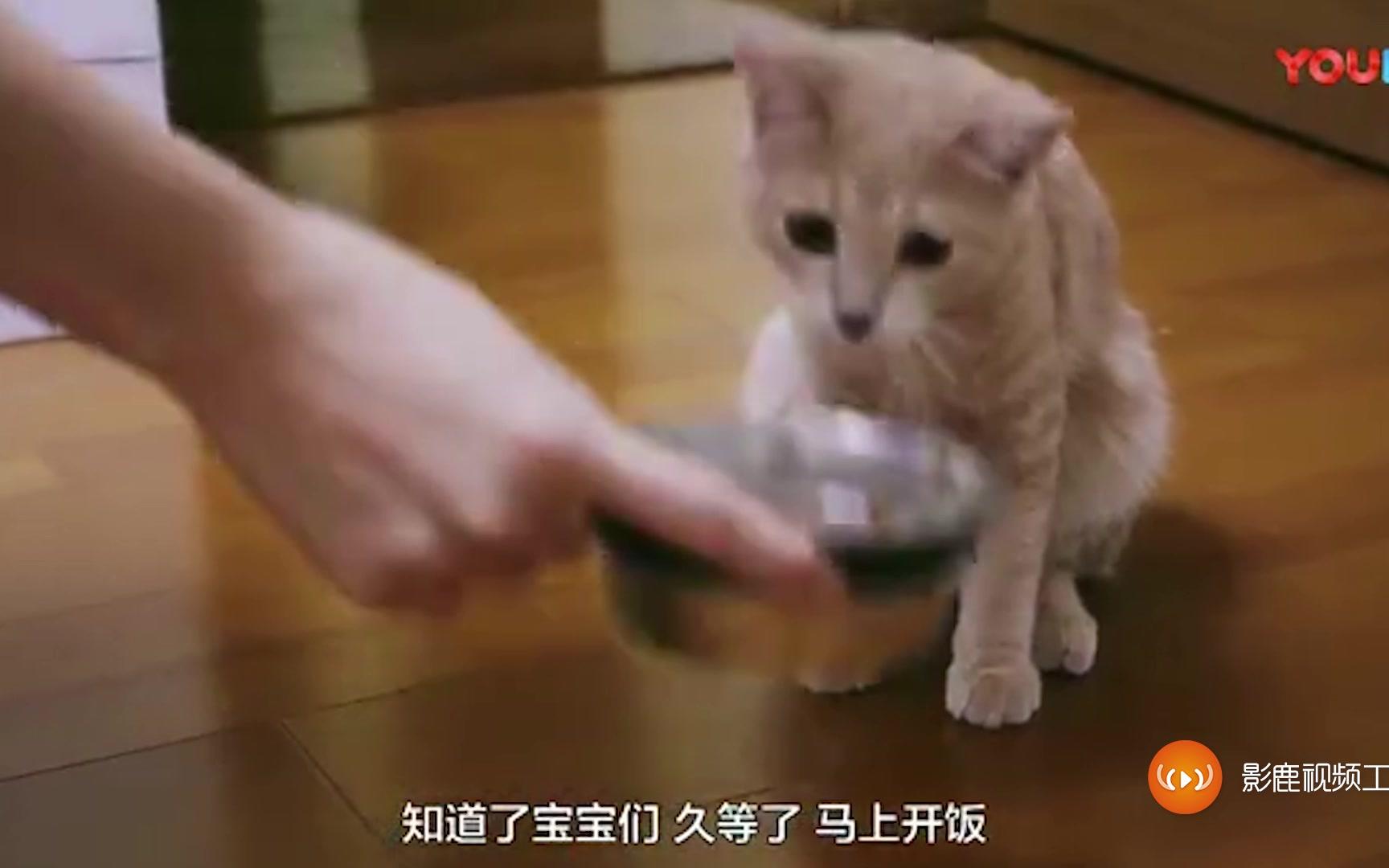 让家养小动物幸福的秘诀是什么?